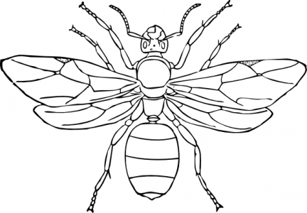 Desenhos de insetos para colorir e pintar