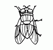 Desenhos de mosca para colorir e pintar