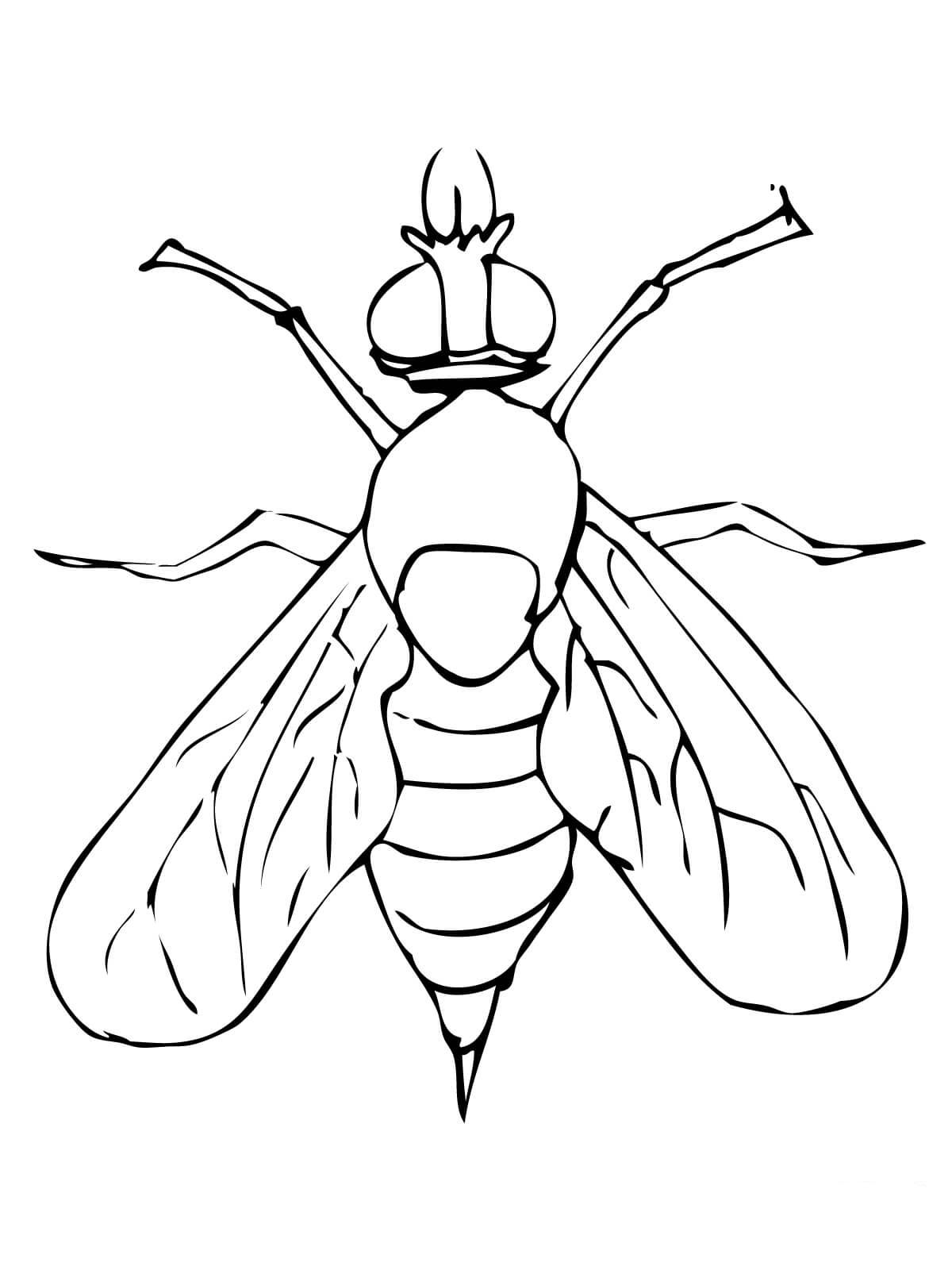 Desenhos de mosca para colorir e pintar